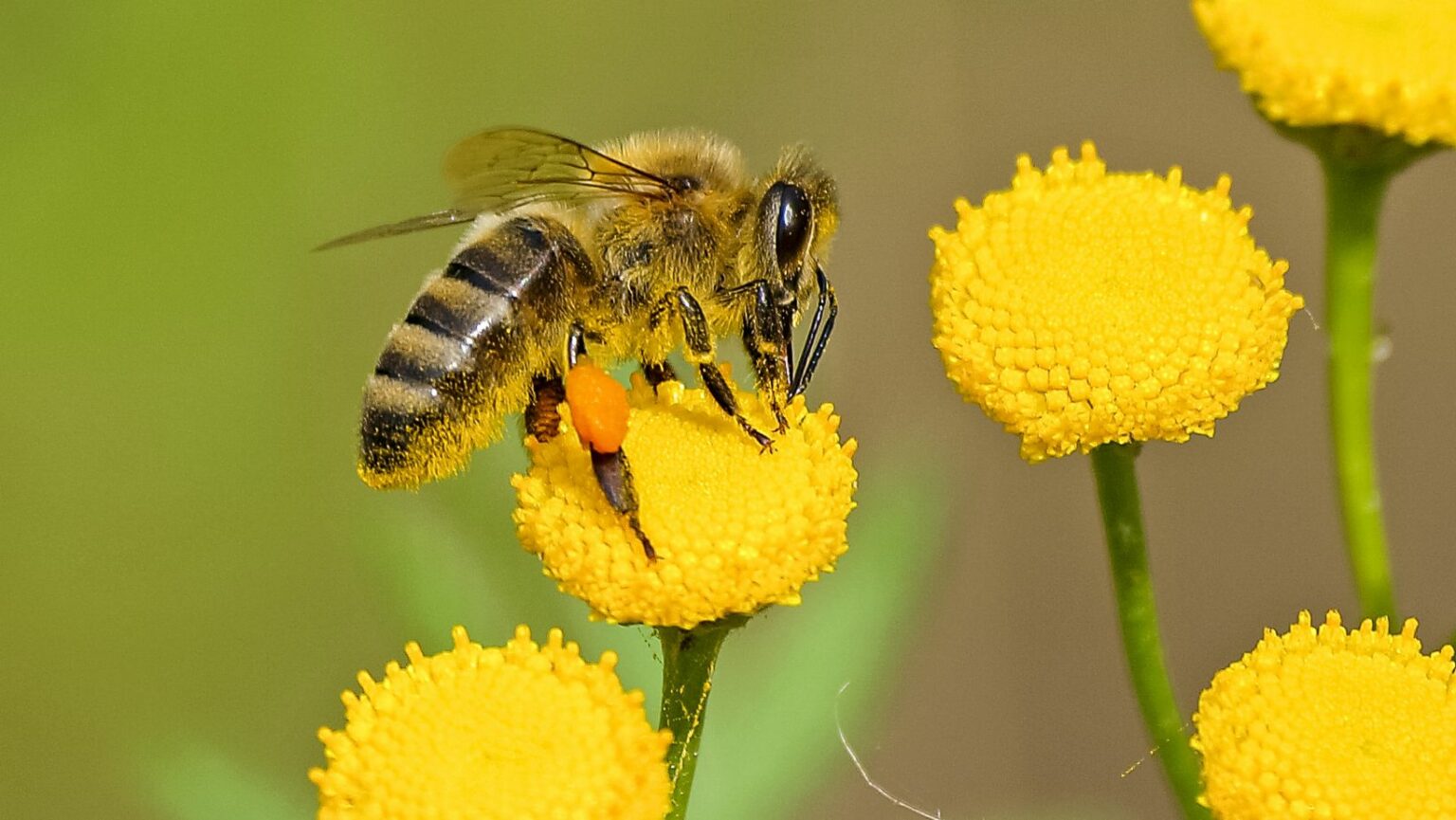 Styled by Nature: How Fashion Can Help Save the Bees - Eden Feathers